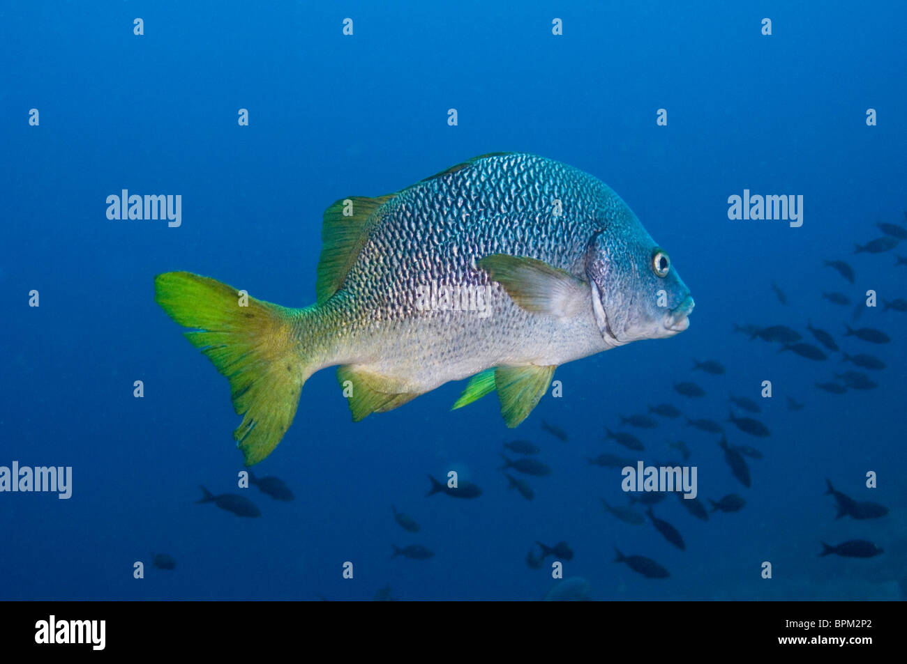 Yellowtail Grunt (Anisotremus interruptus) off of Wolf Island ...