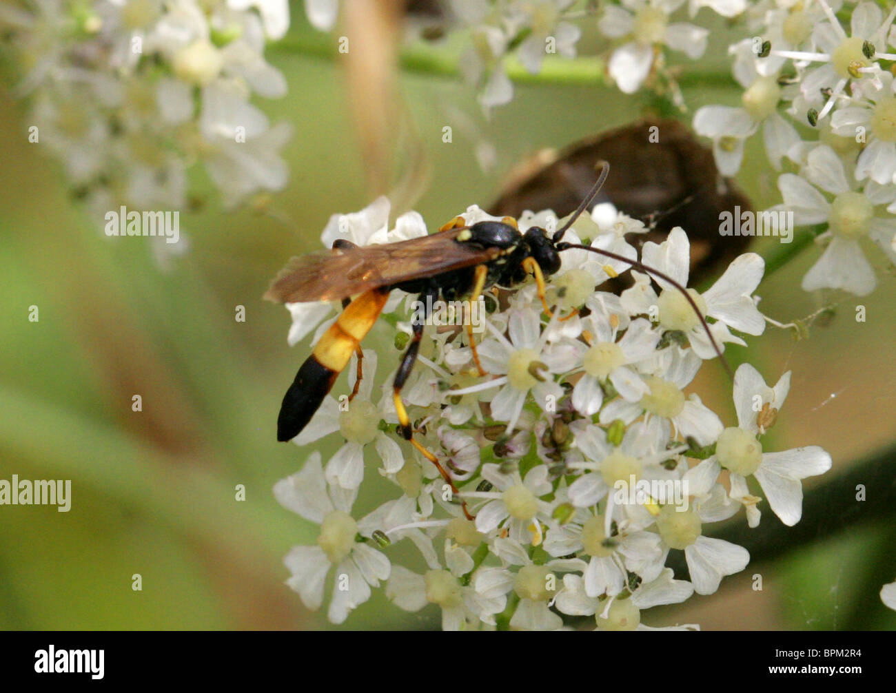 Ichneumon Wasp, Amblyteles armatorius, Ichneumonini, Ichneumonidae ...
