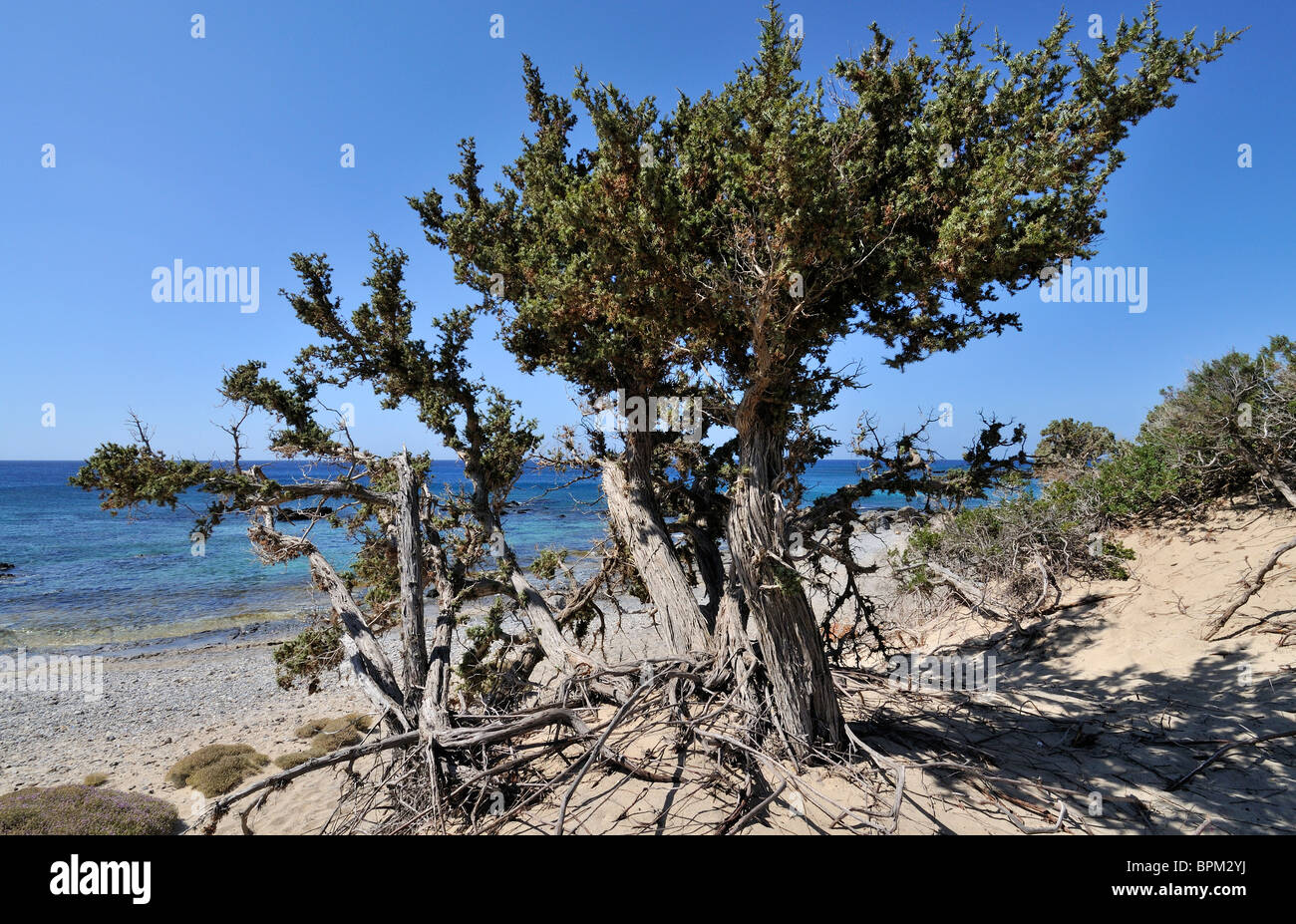 Cedar forest, Elafonisi, Chania prefecture, Crete island, Greece Stock ...