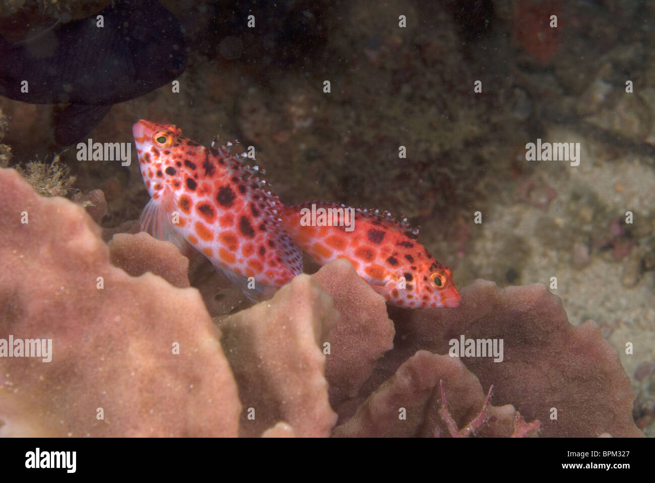 Pixie hawkfish hi-res stock photography and images - Alamy