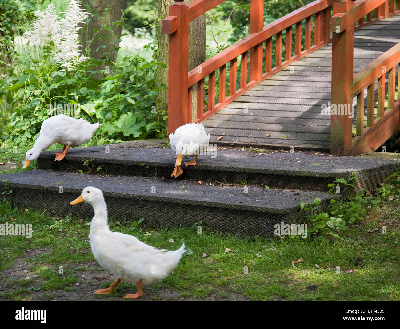Ducks on the bridge Stock Photo - Alamy