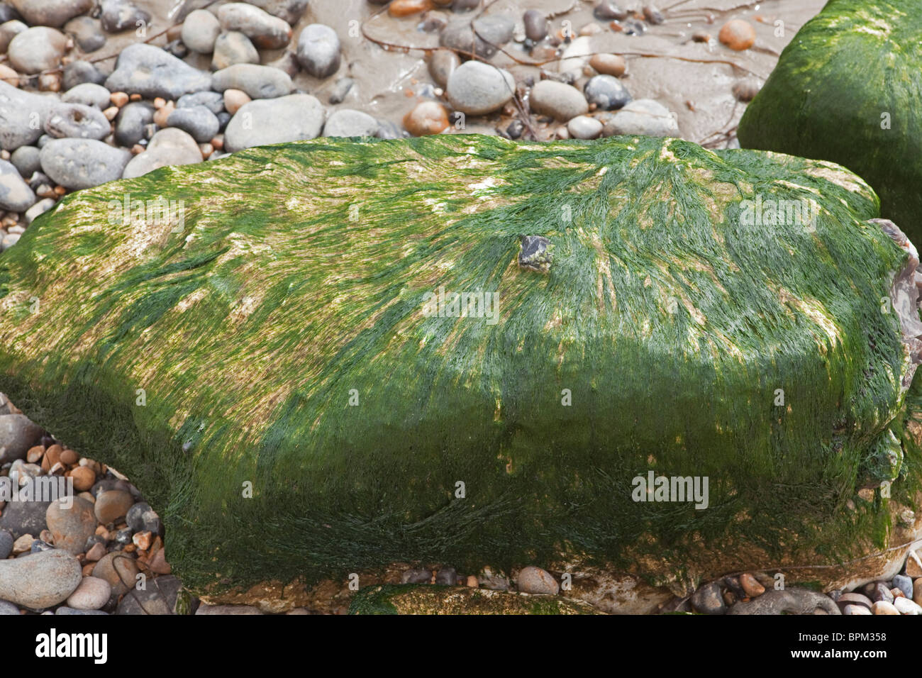 A rock covered in algae Stock Photo - Alamy