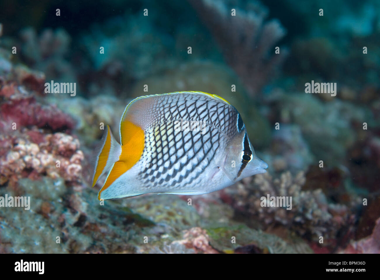 Crosshatch butterflyfish, Chaetodon xanthurus, Puerto Galera ...