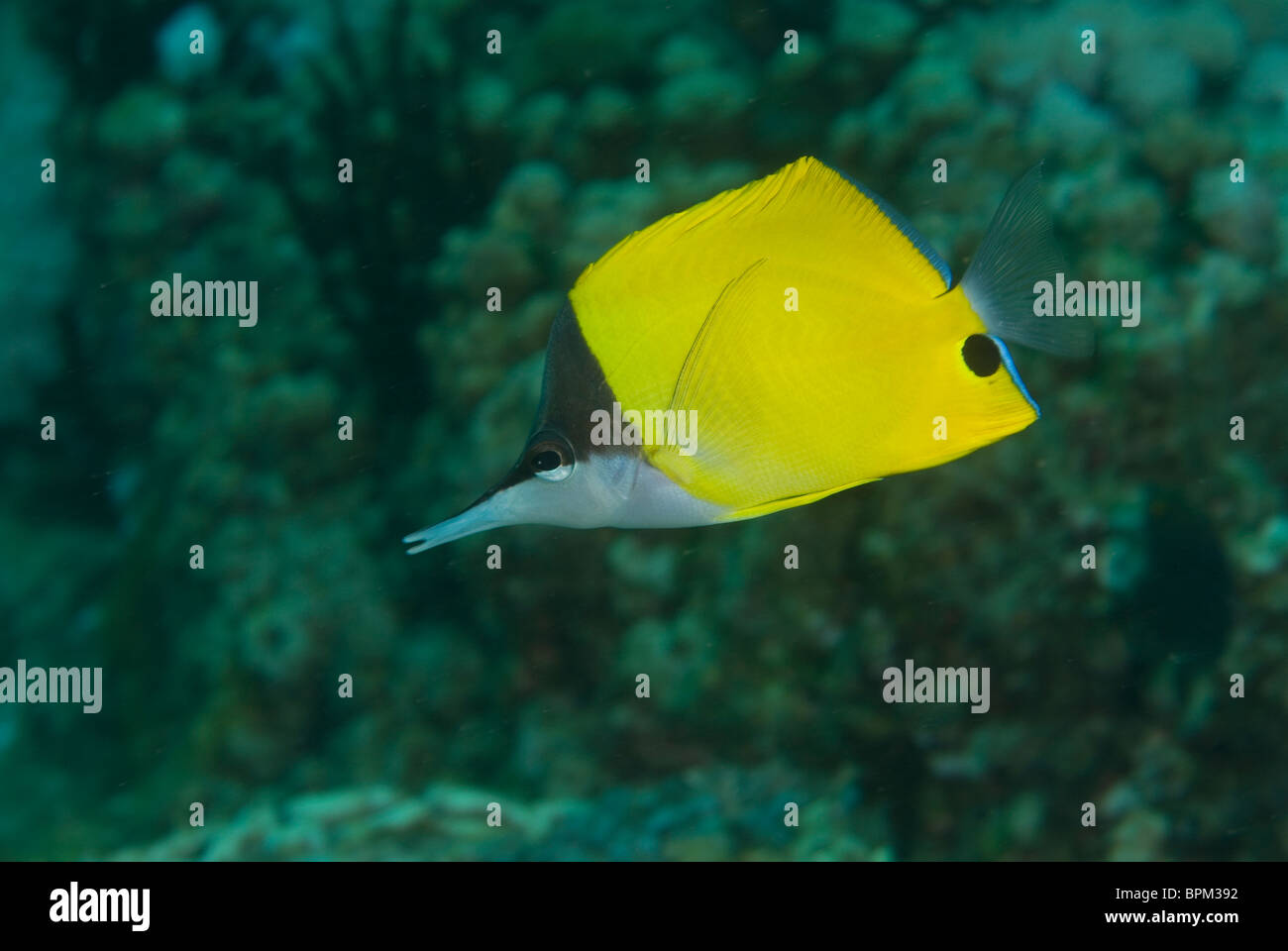 Longnose butterflyfish hi-res stock photography and images - Alamy