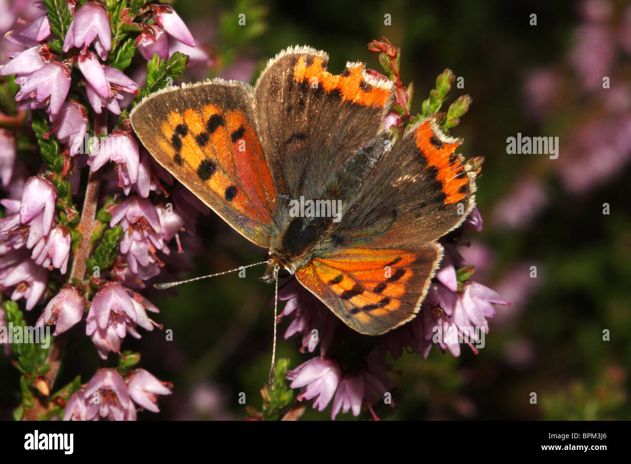 Small Copper Lycaena phlaeas Family Lycaenidae Stock Photo - Alamy