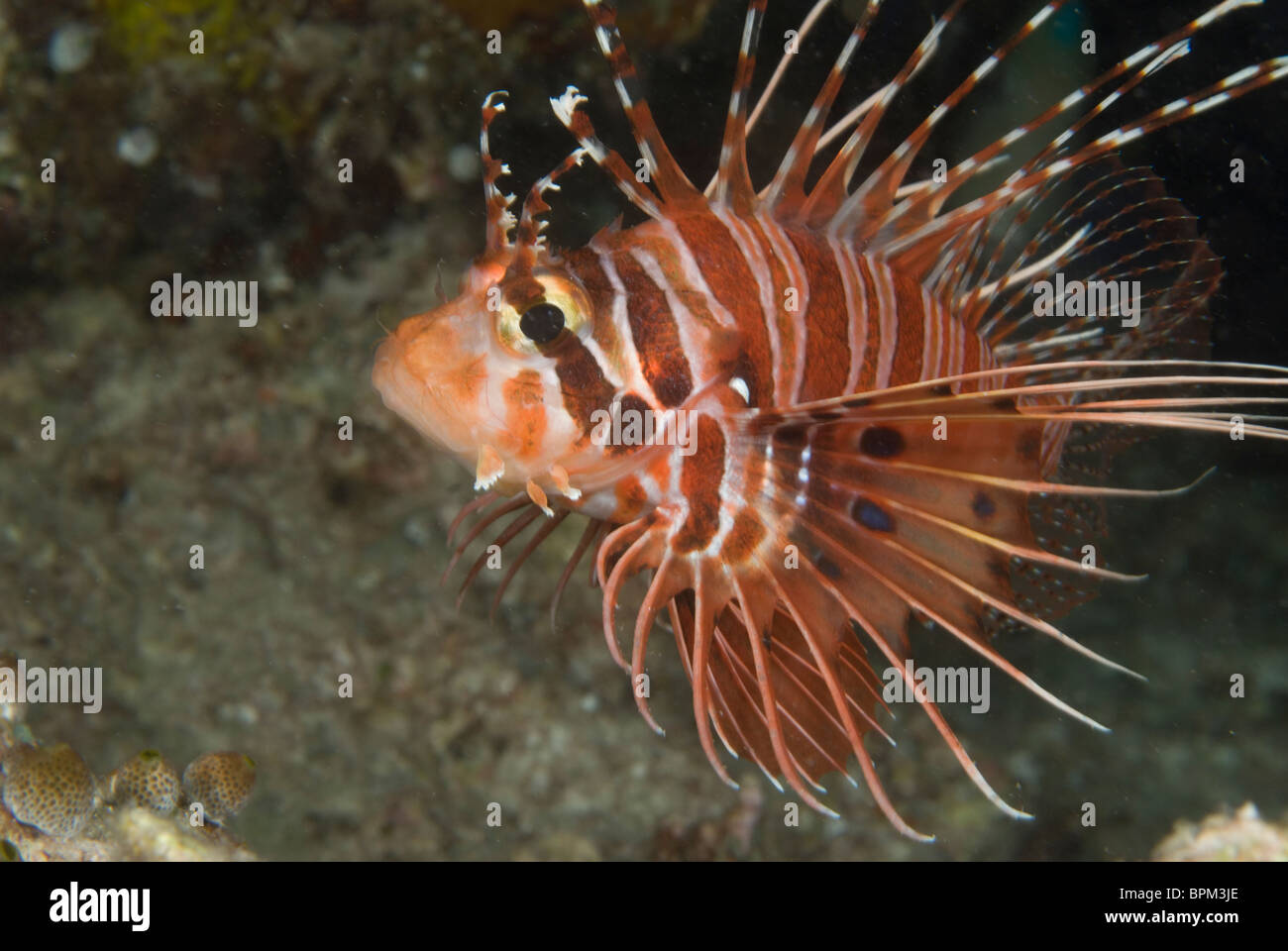 Spotfin lionfish, Pterois antennata, Ari Atoll, Maldives, Indian Ocean ...
