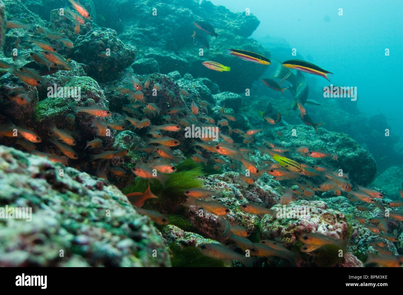 Pink Cardinalfish off of Wolf Island Galapagos Islands Ecuador Stock ...