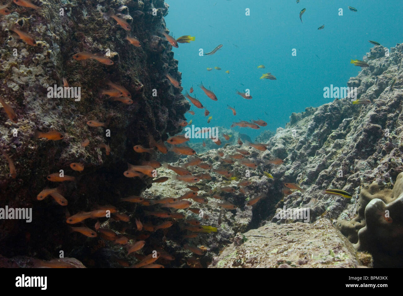 Pink cardinalfish hi-res stock photography and images - Alamy