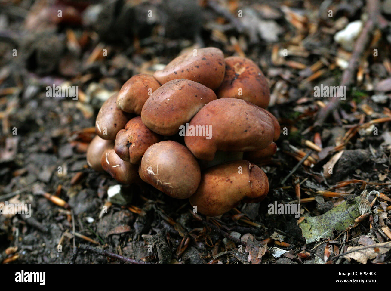 Spindle Toughshank or Spindleshank Fungus, Collybia fusipes ...