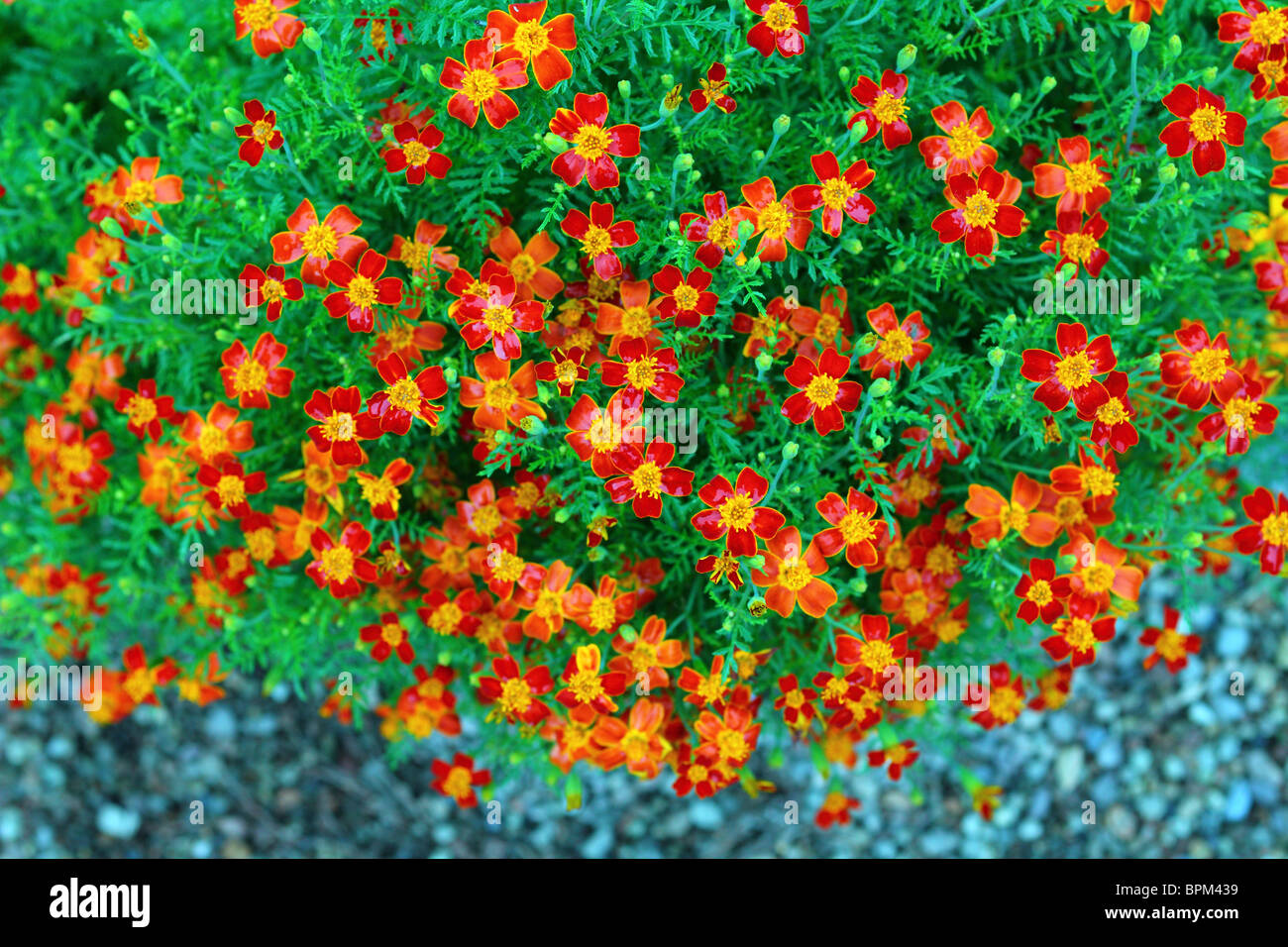 Dwarf marigolds flowers close up Tagetes Stock Photo - Alamy