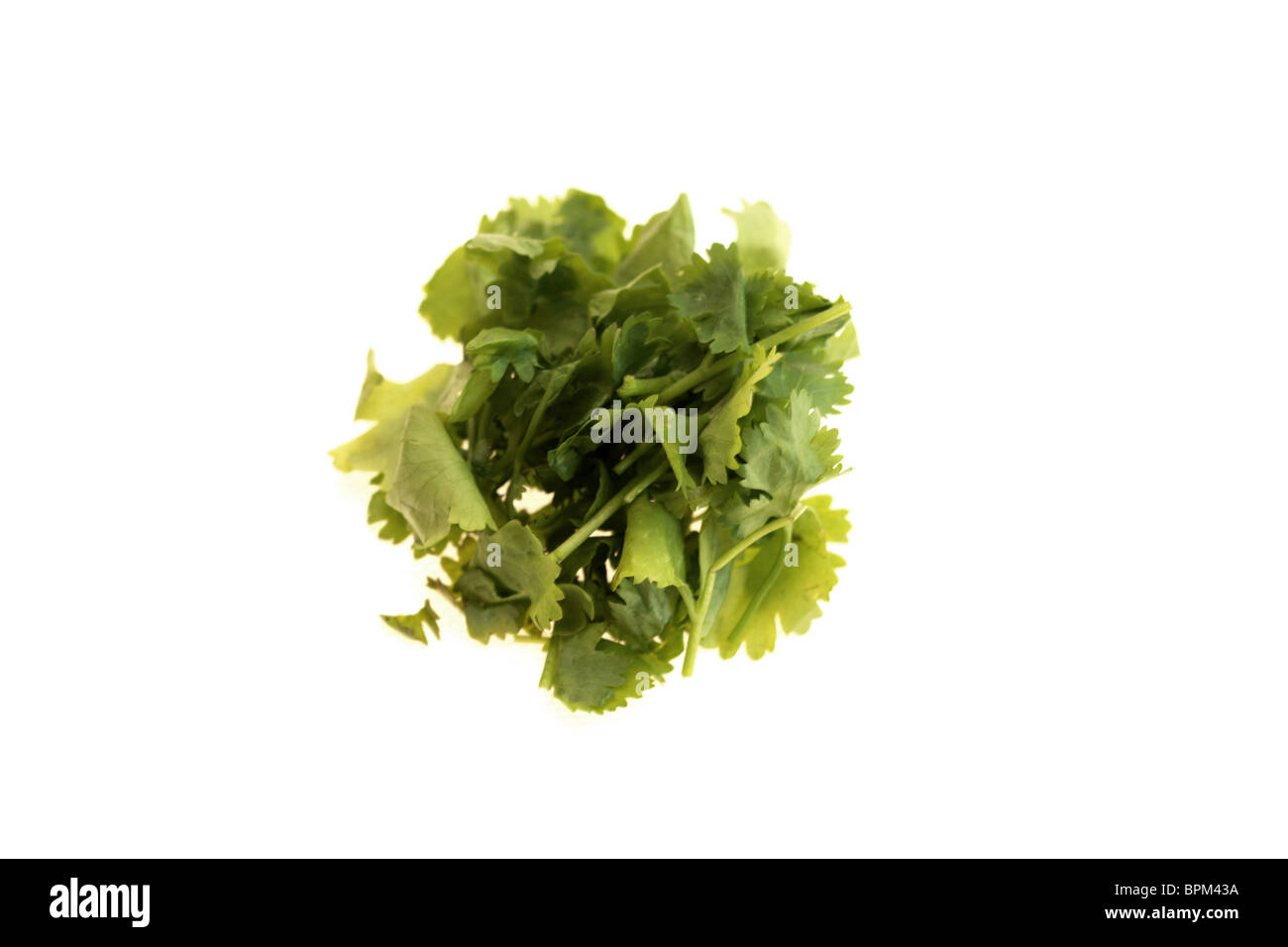 Chopped coriander Cut Out Stock Images & Pictures - Alamy