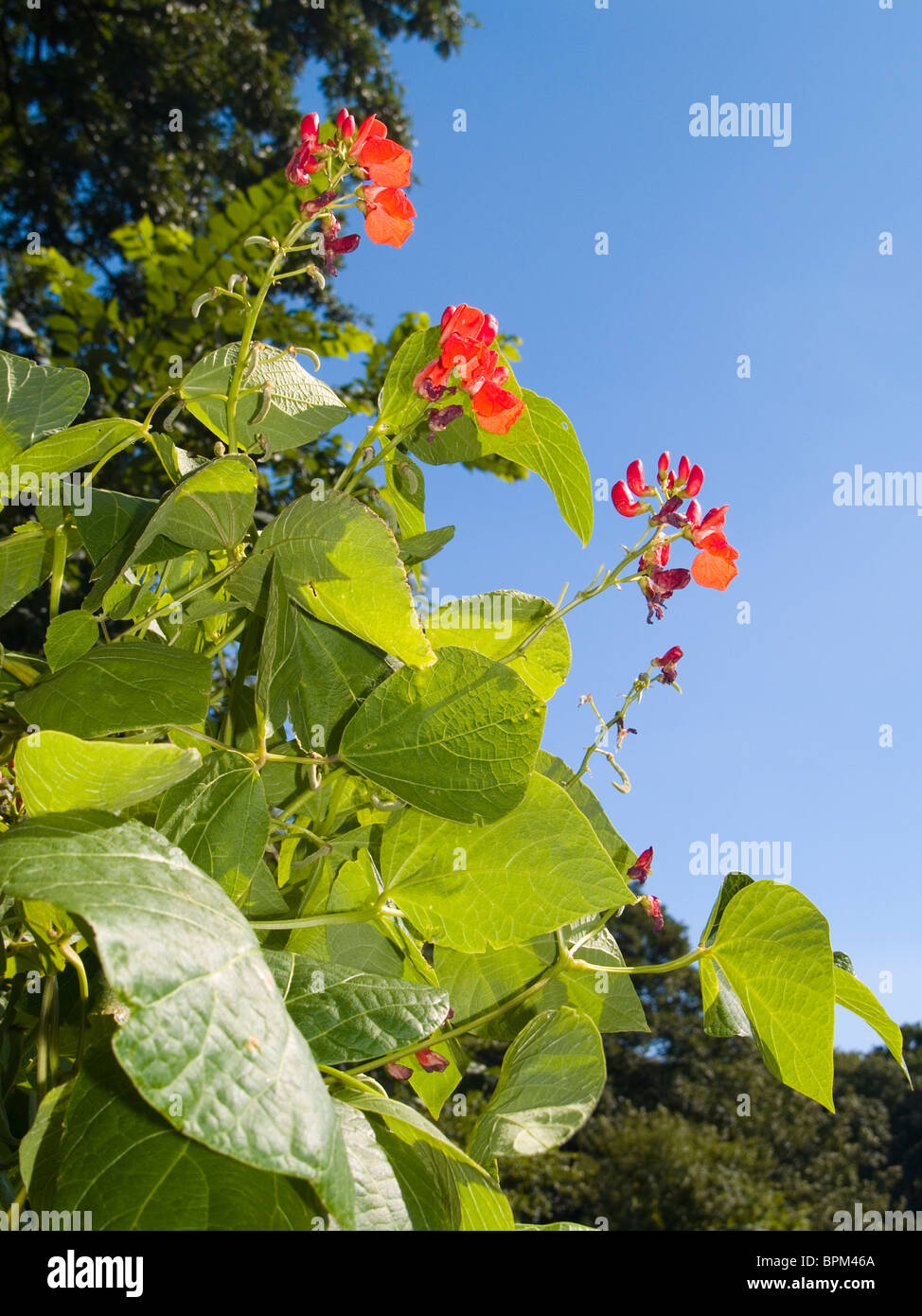 Runner bean plants in the vegetable garden Stock Photo - Alamy