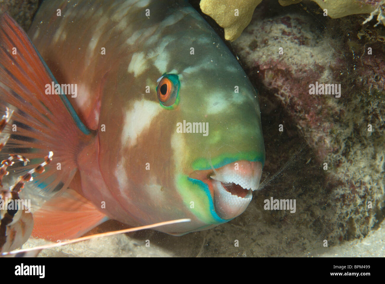 Parrotfish scarus sp hi-res stock photography and images - Alamy