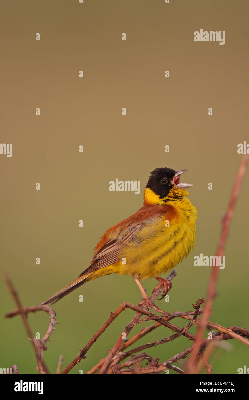 Finches hi-res stock photography and images - Alamy