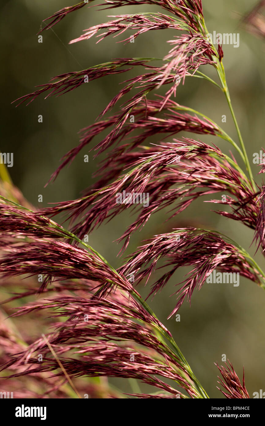 British wildlife in cities hi-res stock photography and images - Alamy