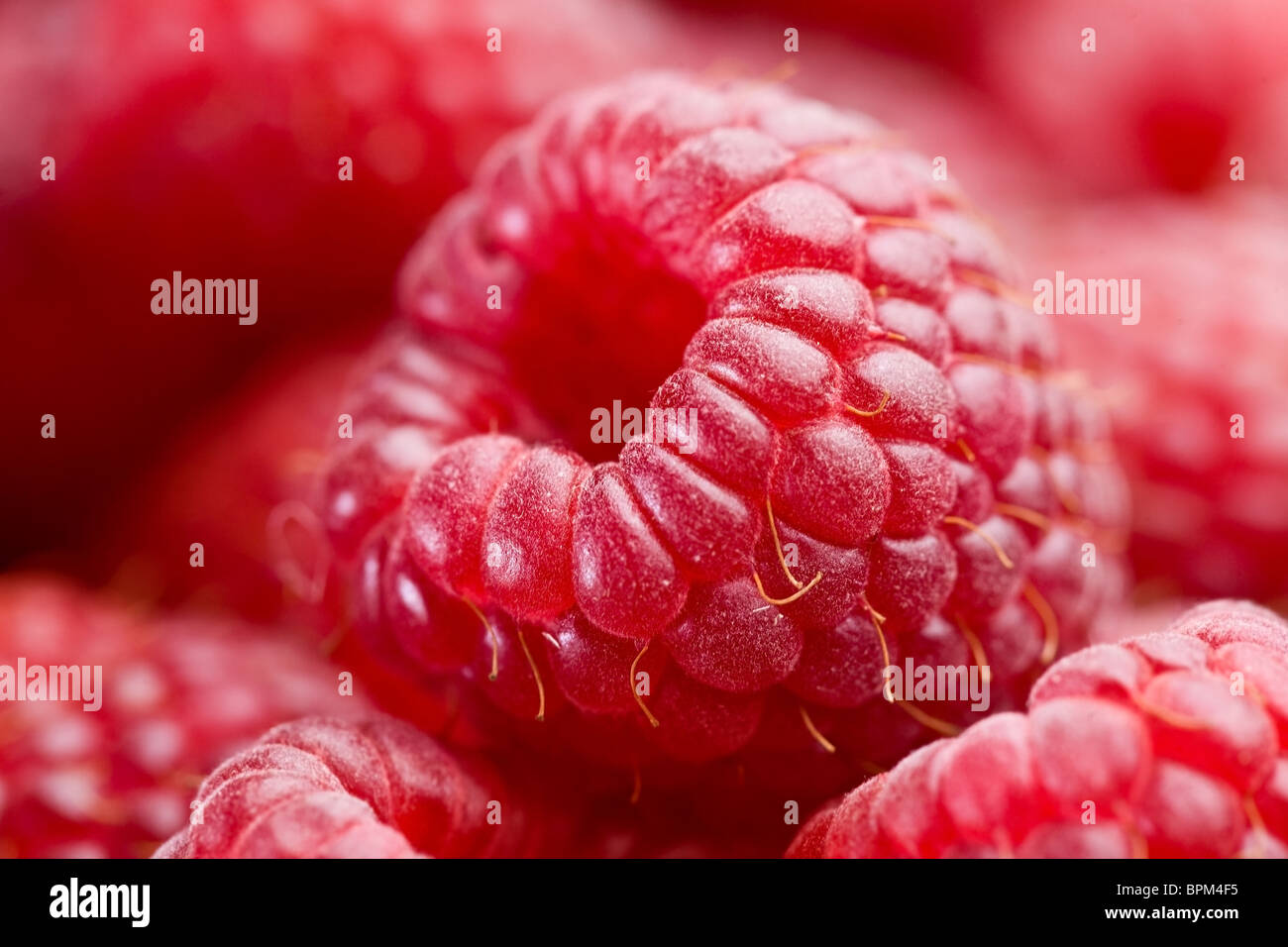 Ripe raspberries. Close-up shot Stock Photo - Alamy