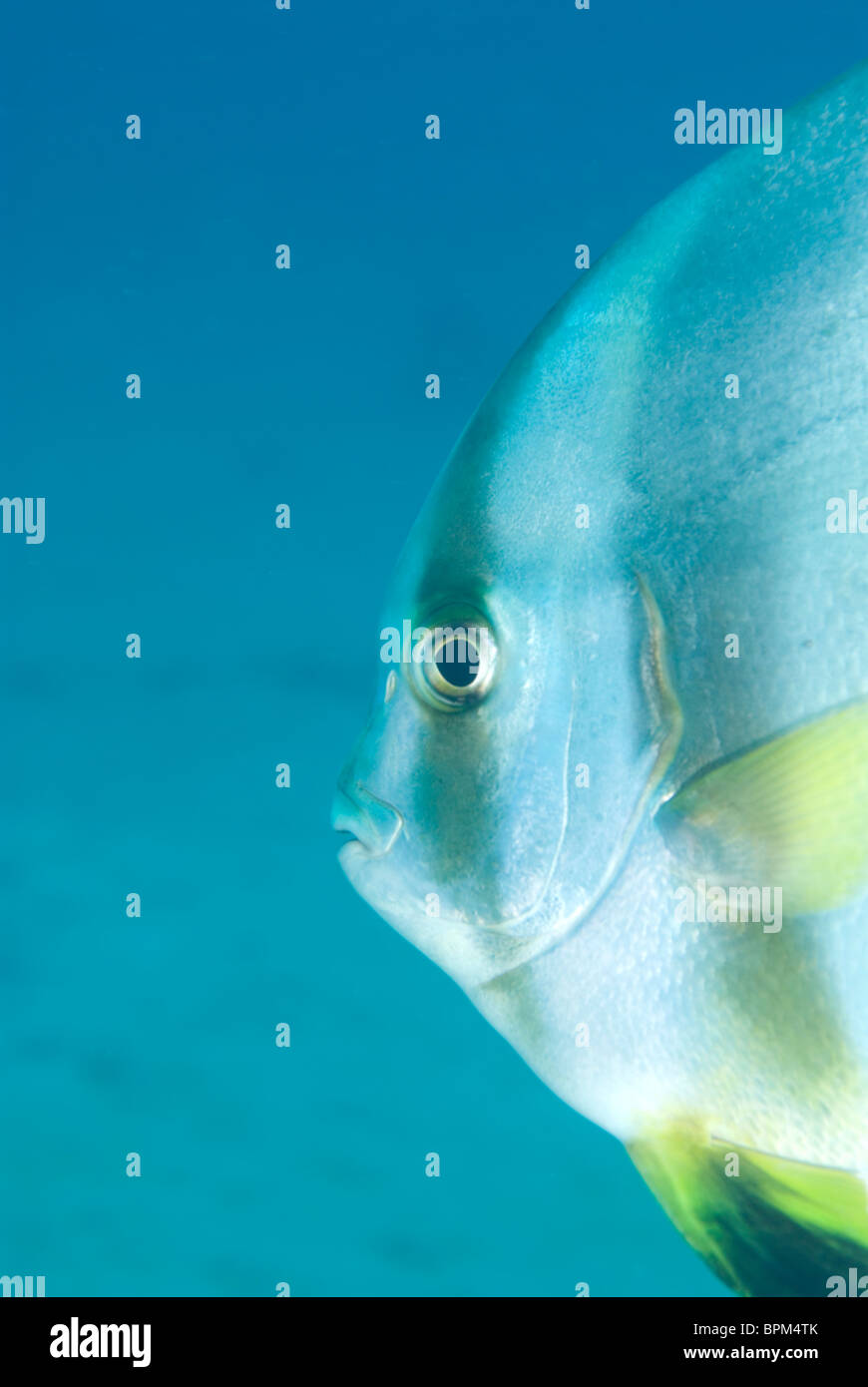 Golden spadefish hi-res stock photography and images - Alamy