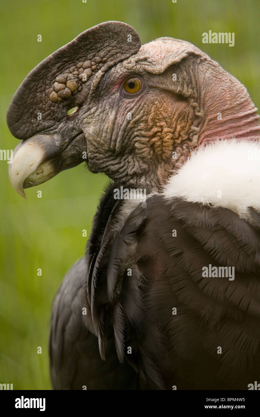 Hacienda Zuleta, Zuleta, Ecuador, South America Stock Photo - Alamy