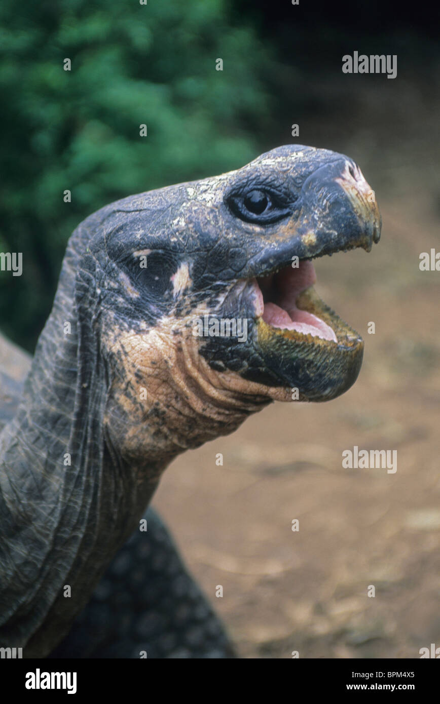 Galapagos Giant Tortoise Captive, Charles Darwin Research Center ...