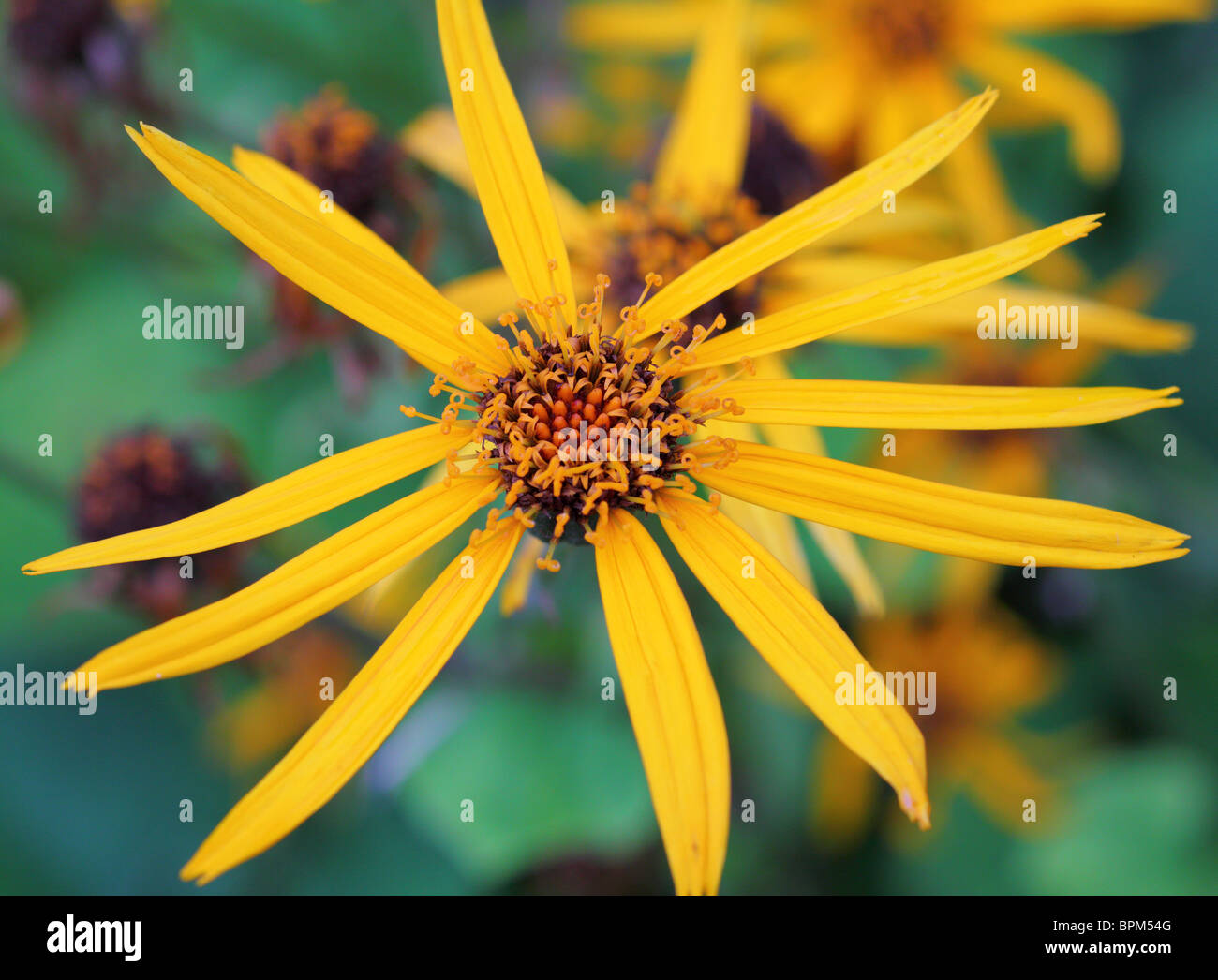 Ligularia dentata hi-res stock photography and images - Alamy