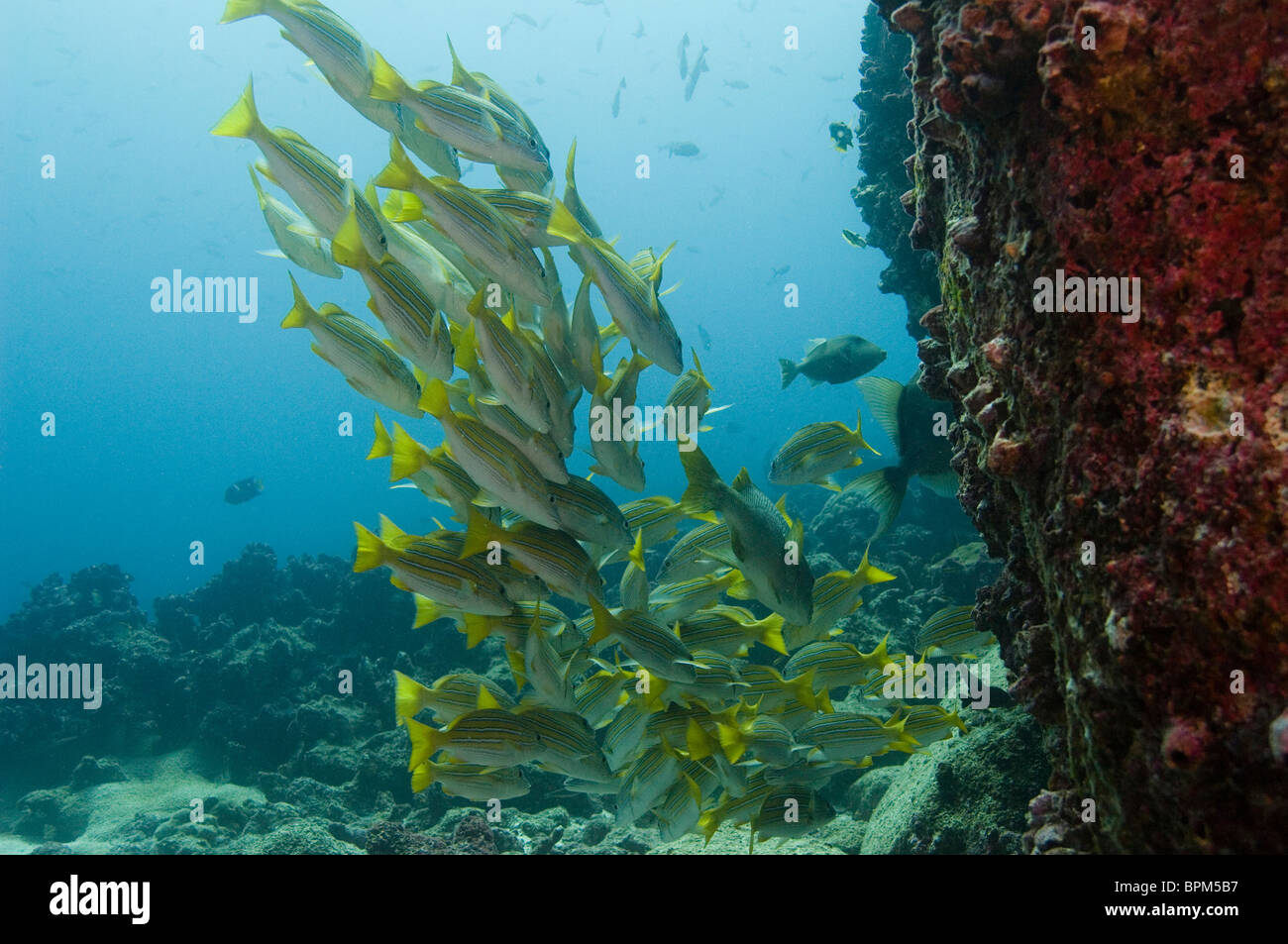 Blue-striped Snapper off of Wolf Island Galapagos Islands Ecuador ...