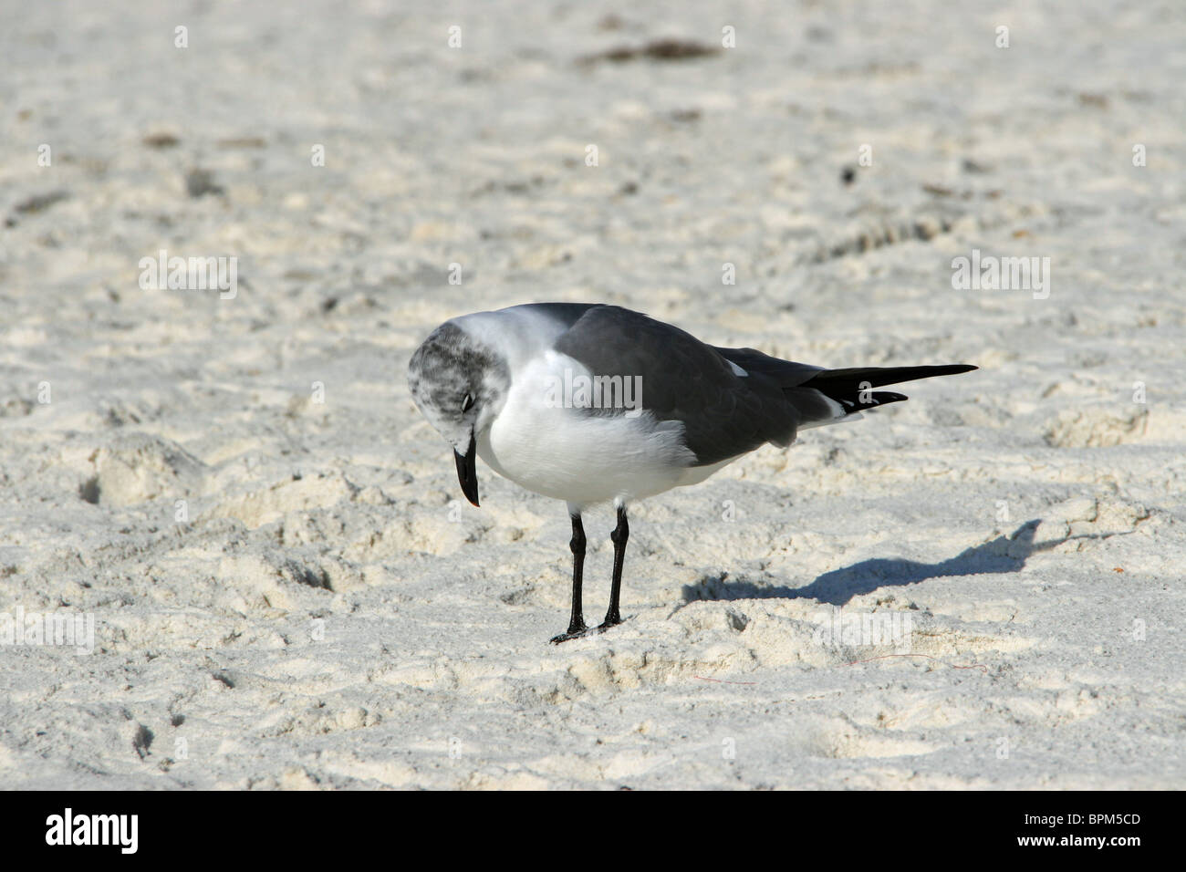 Sad Bird High Resolution Stock Photography and Images - Alamy
