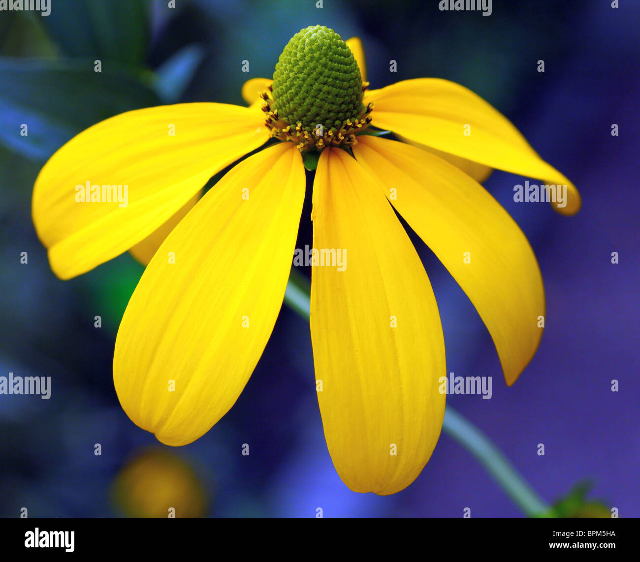 Yellow rudbeckia flower hi-res stock photography and images - Alamy