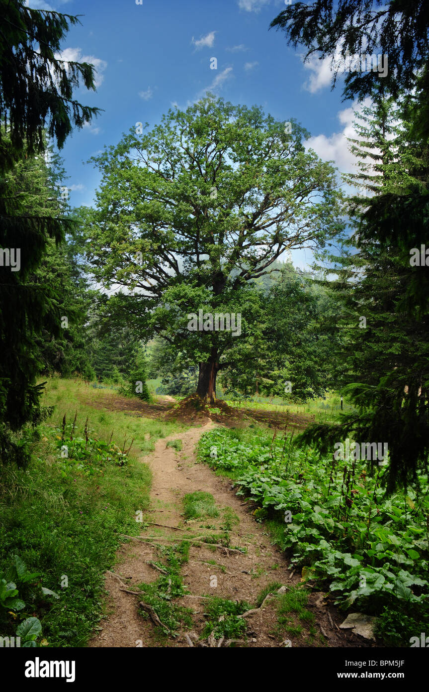 Spring forest lonely tree hi-res stock photography and images - Alamy