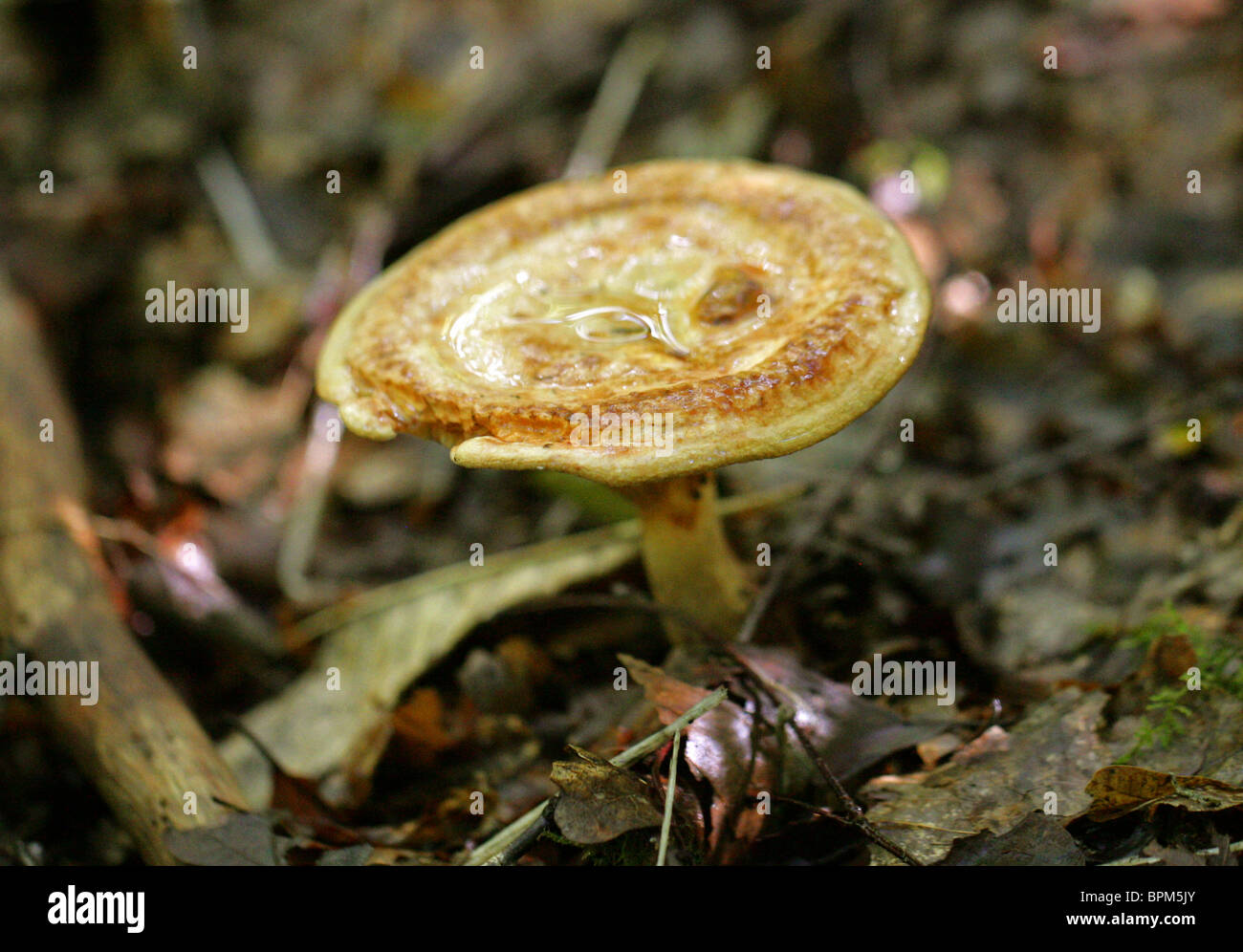 Brown Roll-rim, Paxillus involutus, Paxillaceae, Boletales ...