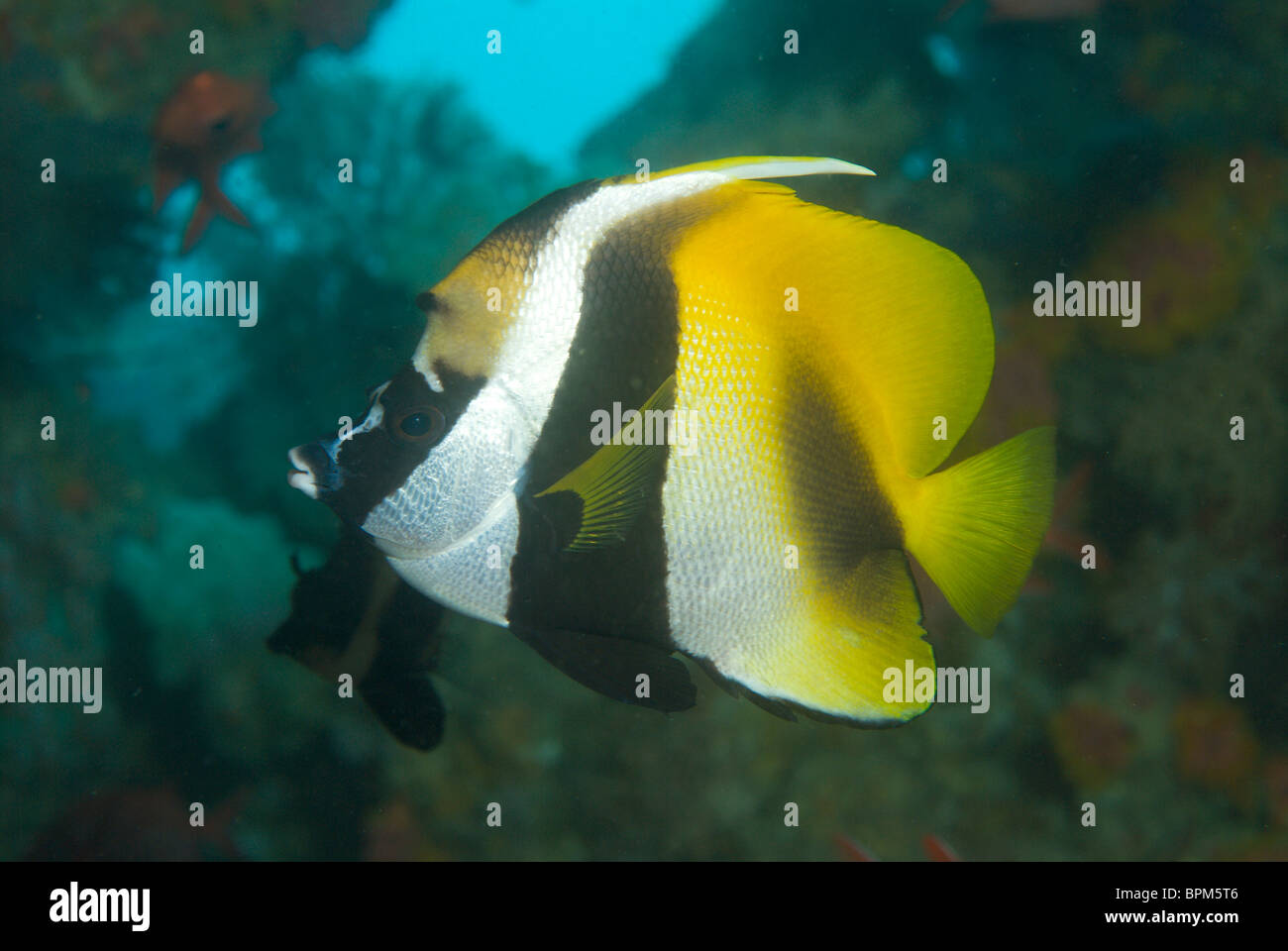 Masked bannerfish, Heniochus monoceros, Maldives, Indian Ocean Stock ...