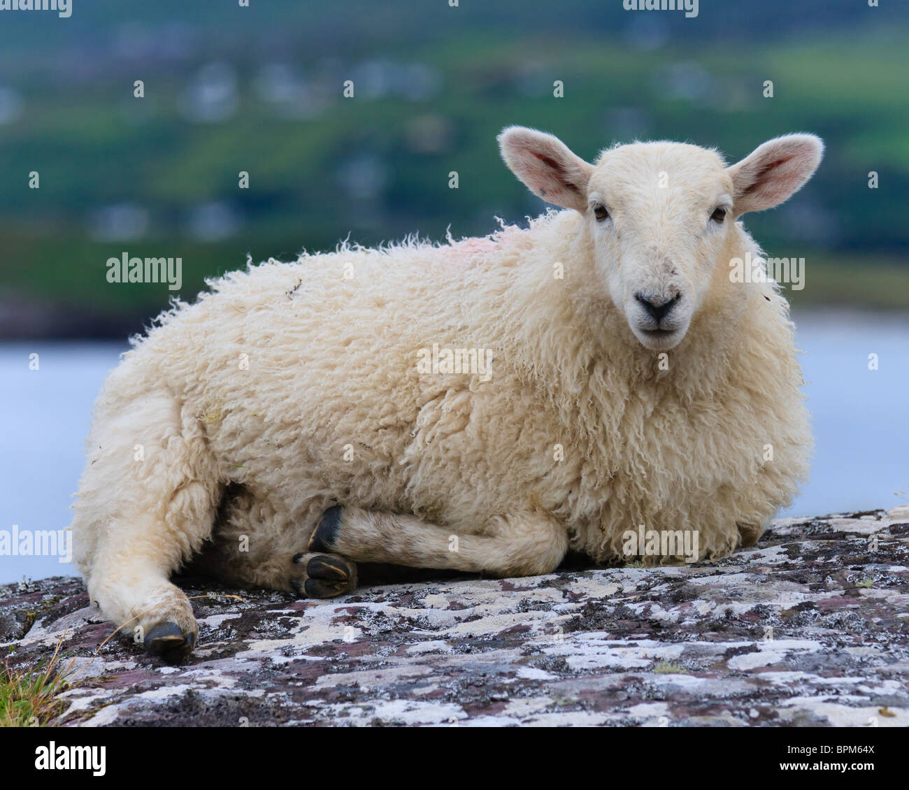 An Irish Sheep Stock Photo - Alamy
