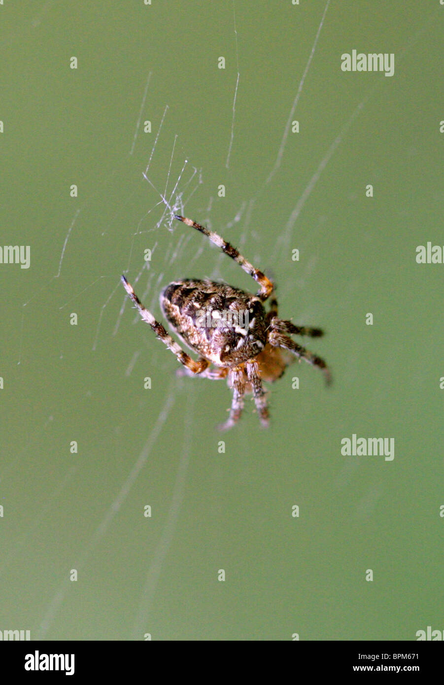 Diadem spiders hi-res stock photography and images - Alamy