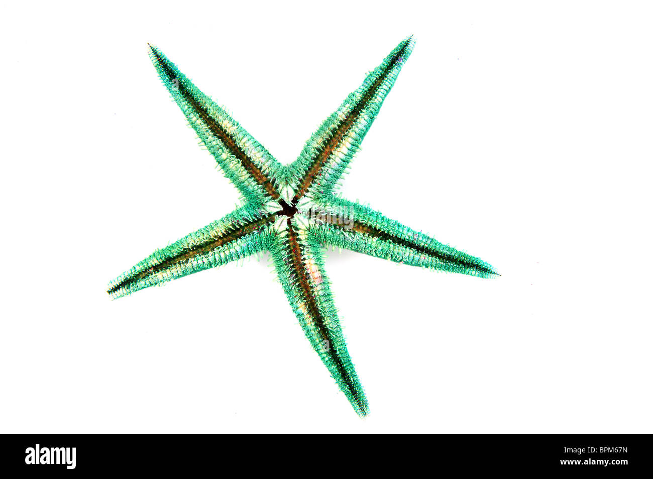 weird green starfish animal isolated over white Stock Photo - Alamy