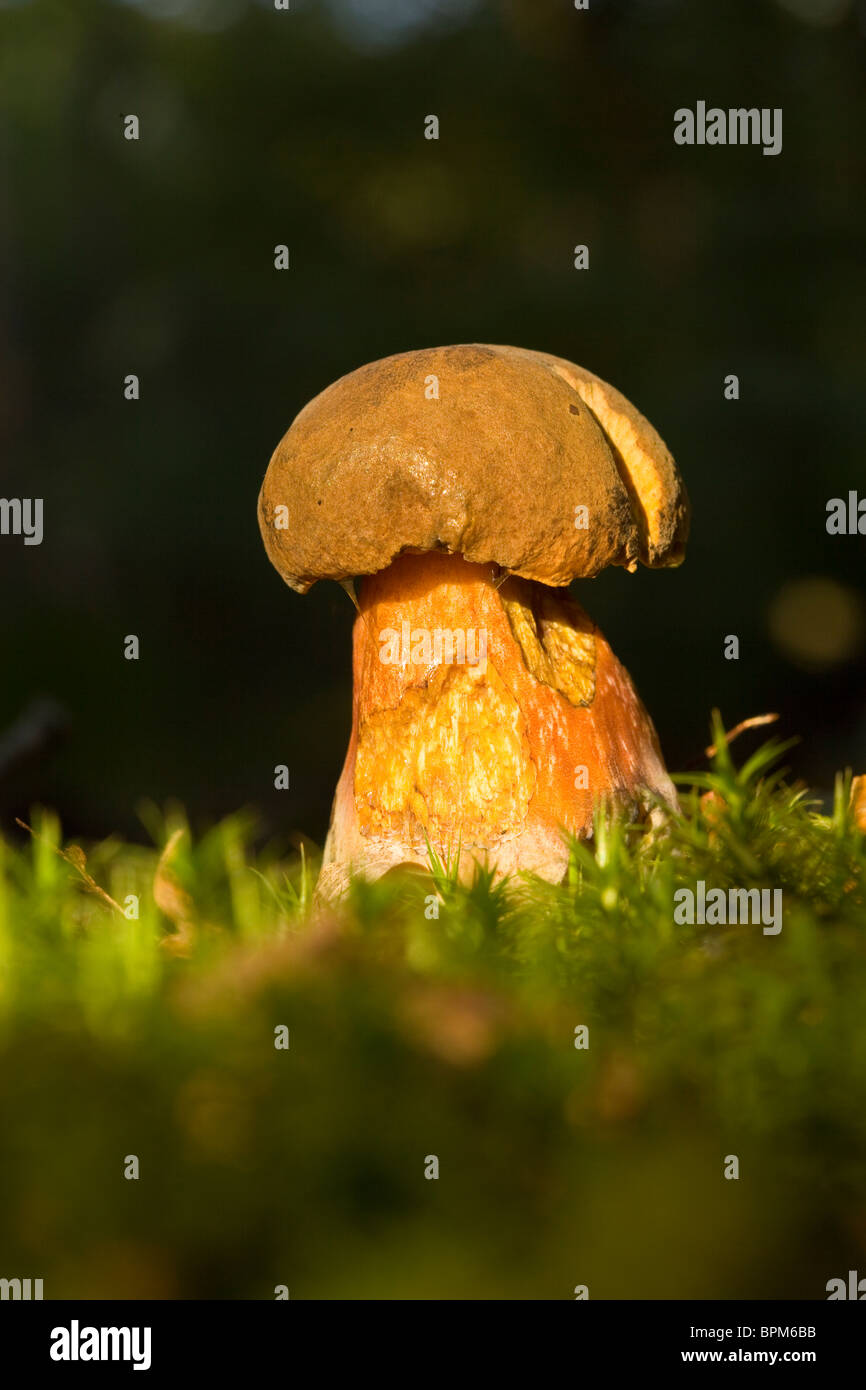 Boletus fungi growing in the new forest Stock Photo - Alamy
