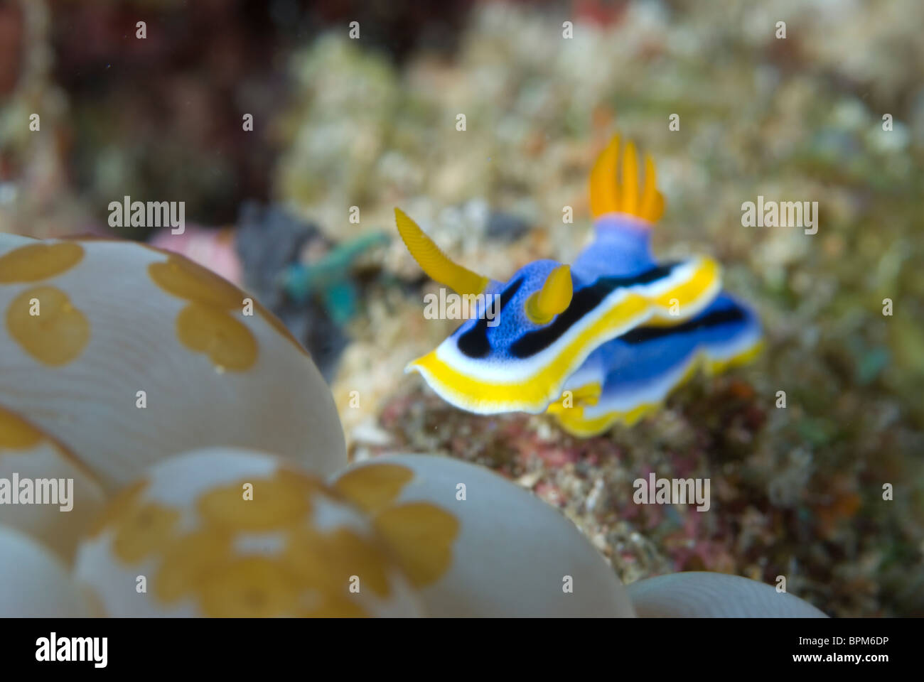 Nudibranch pacific hi-res stock photography and images - Alamy