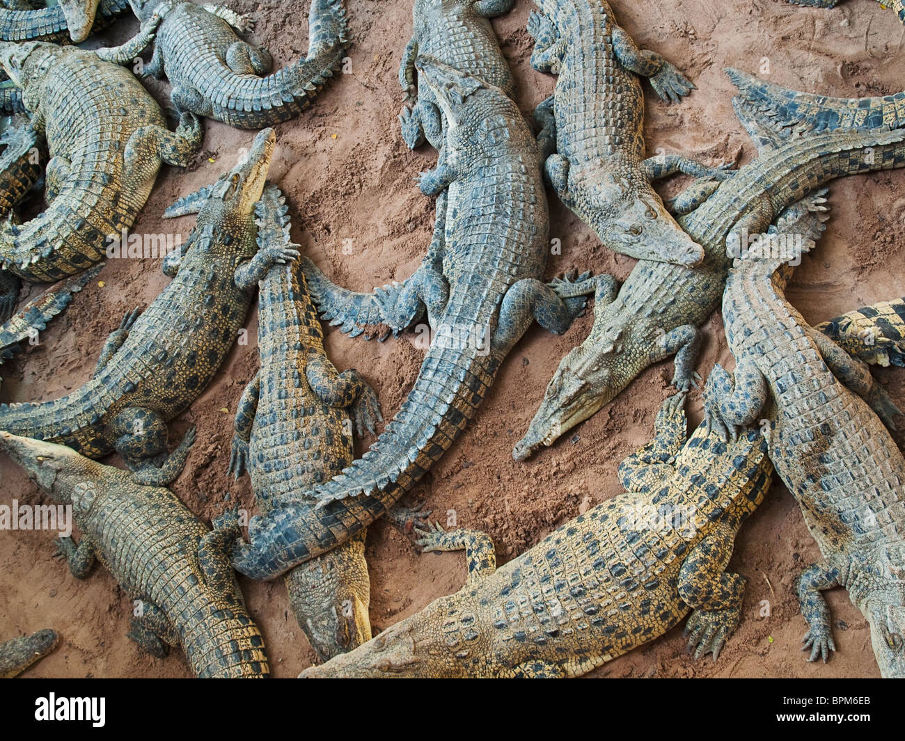 Alligator In Mud Stock Photos & Alligator In Mud Stock Images - Alamy
