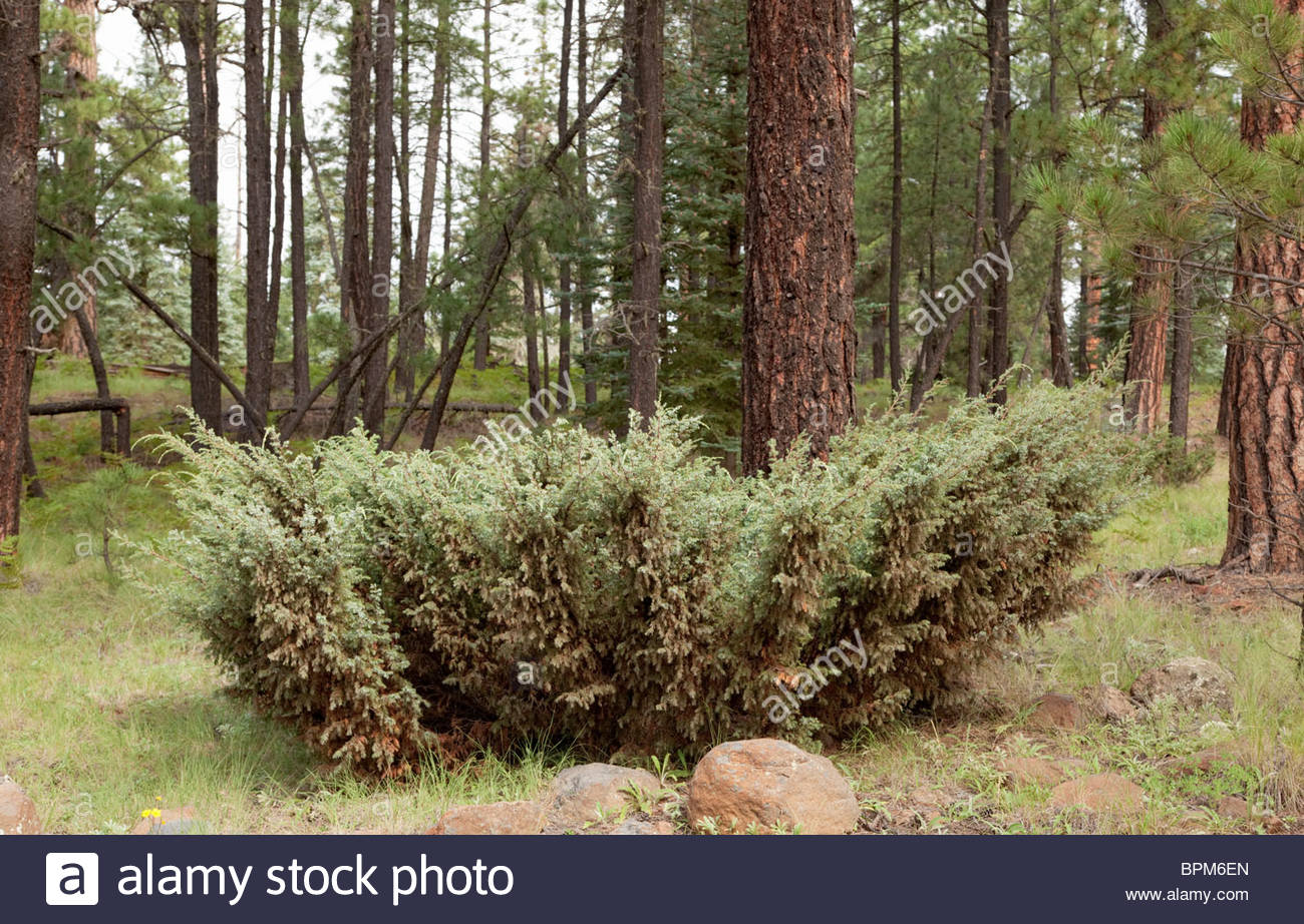 Common Juniper Tree High Resolution Stock Photography and Images - Alamy
