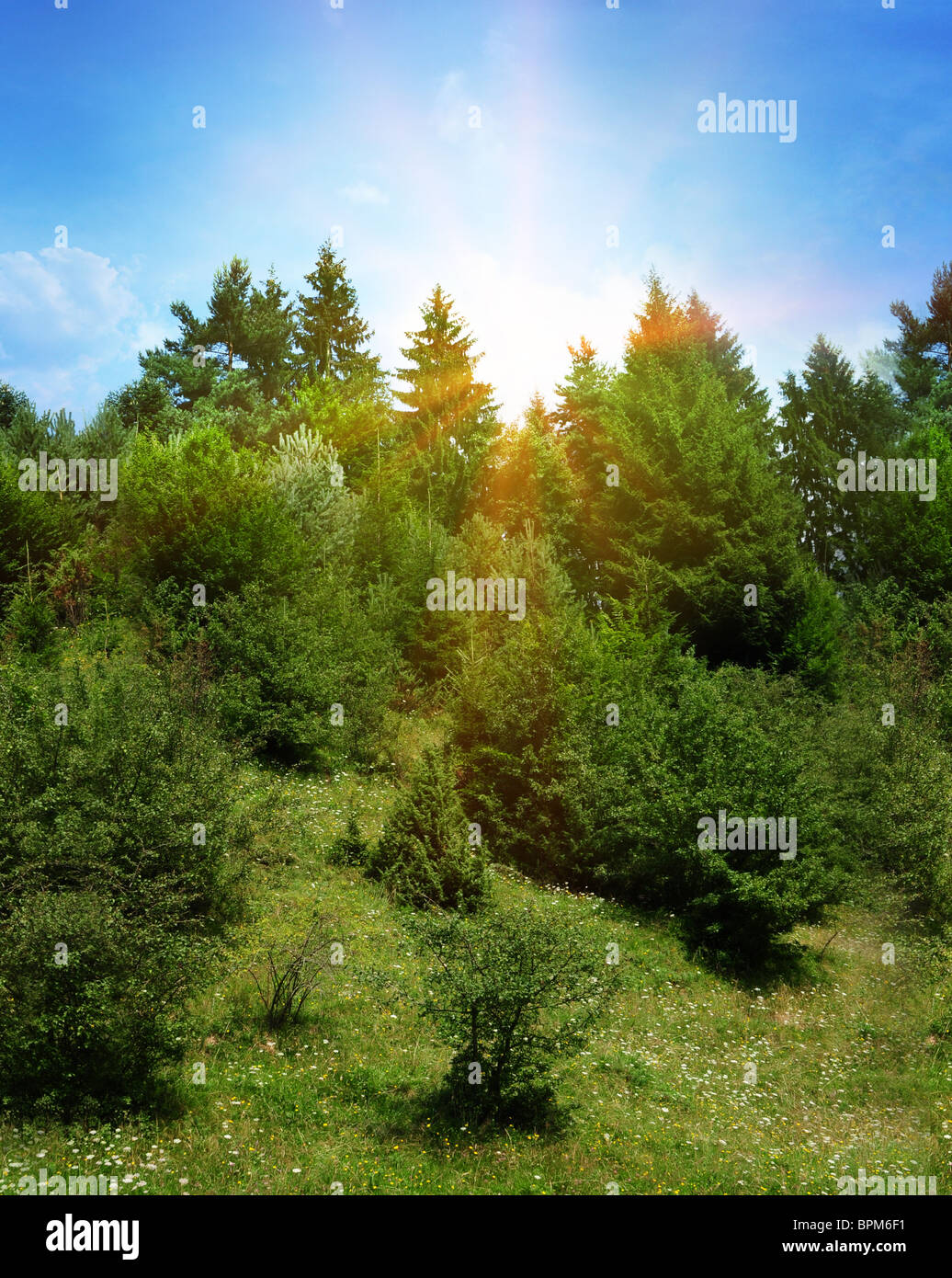 Relaxing scenery with a pine tree forest, isolated high in the ...