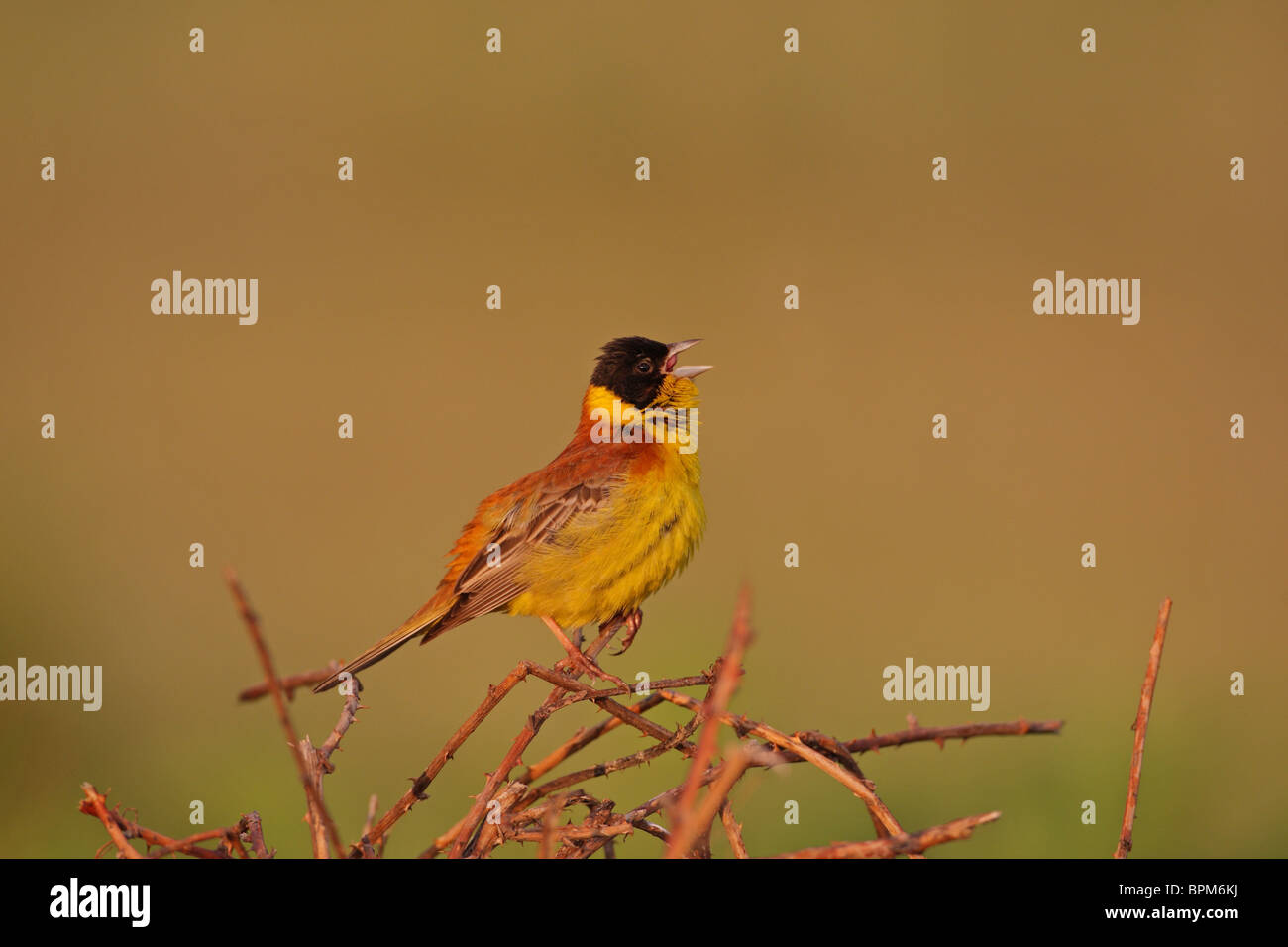 Black-headed Bunting /Emberiza melanocephala/, finches, Fringillidae ...