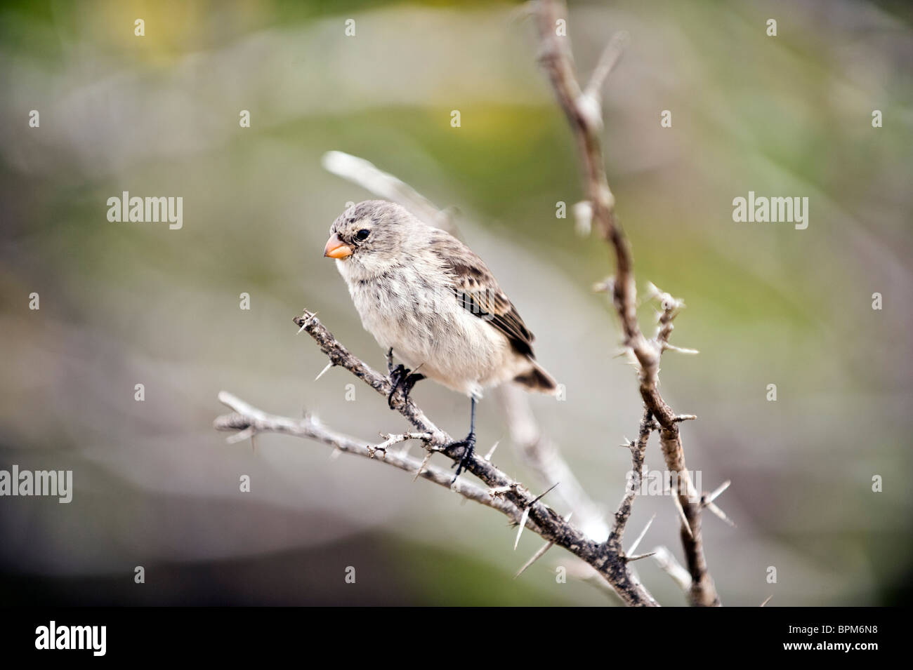 South America, Ecuador, Galapagos Islands, Small Tree Finch, Female ...