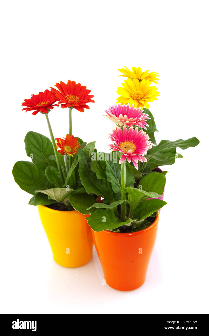 Daisy pots Cut Out Stock Images & Pictures - Alamy