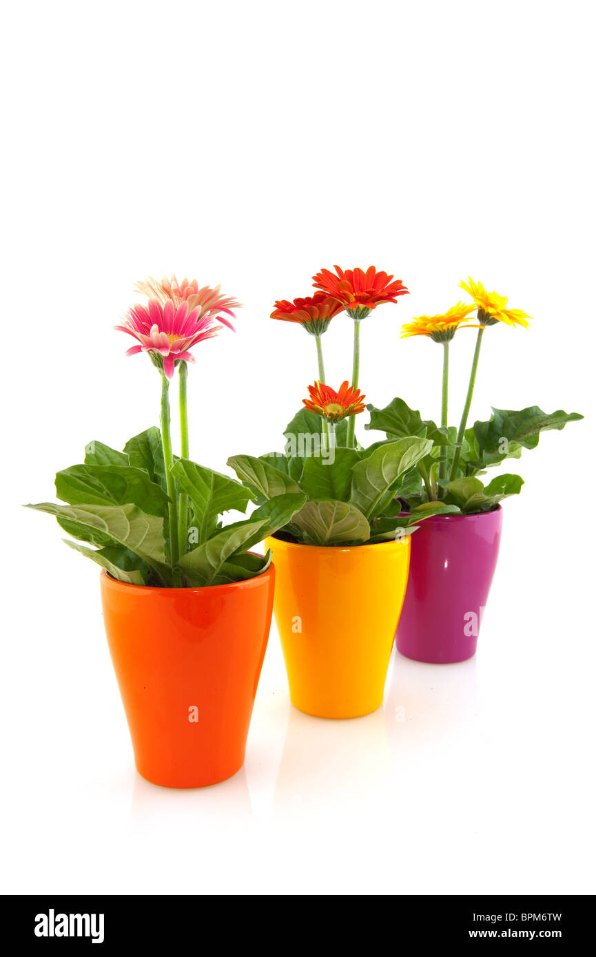 Daisy pots Cut Out Stock Images & Pictures - Alamy