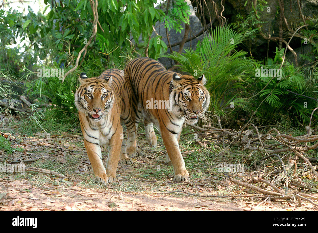 Two Brothers Film High Resolution Stock Photography and Images - Alamy