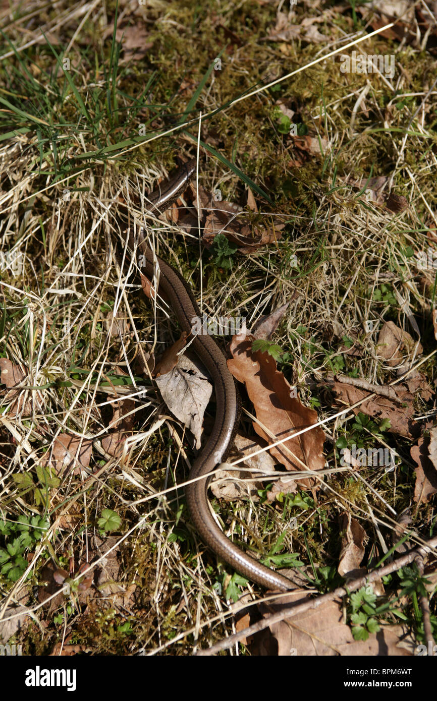 Slow worm amongst grass and leaves Stock Photo - Alamy