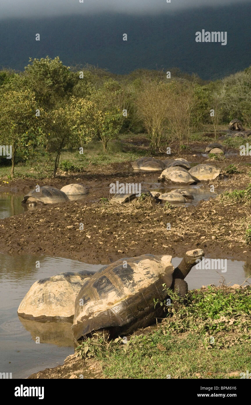 Galapagos Giant Tortoises Alcedo Volcano crater floor, Isabela Island ...