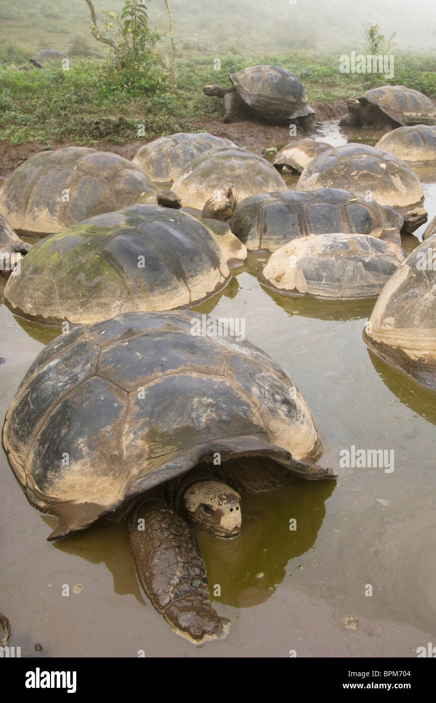 Galapagos Giant Tortoises Alcedo Volcano crater floor, Isabela Island ...