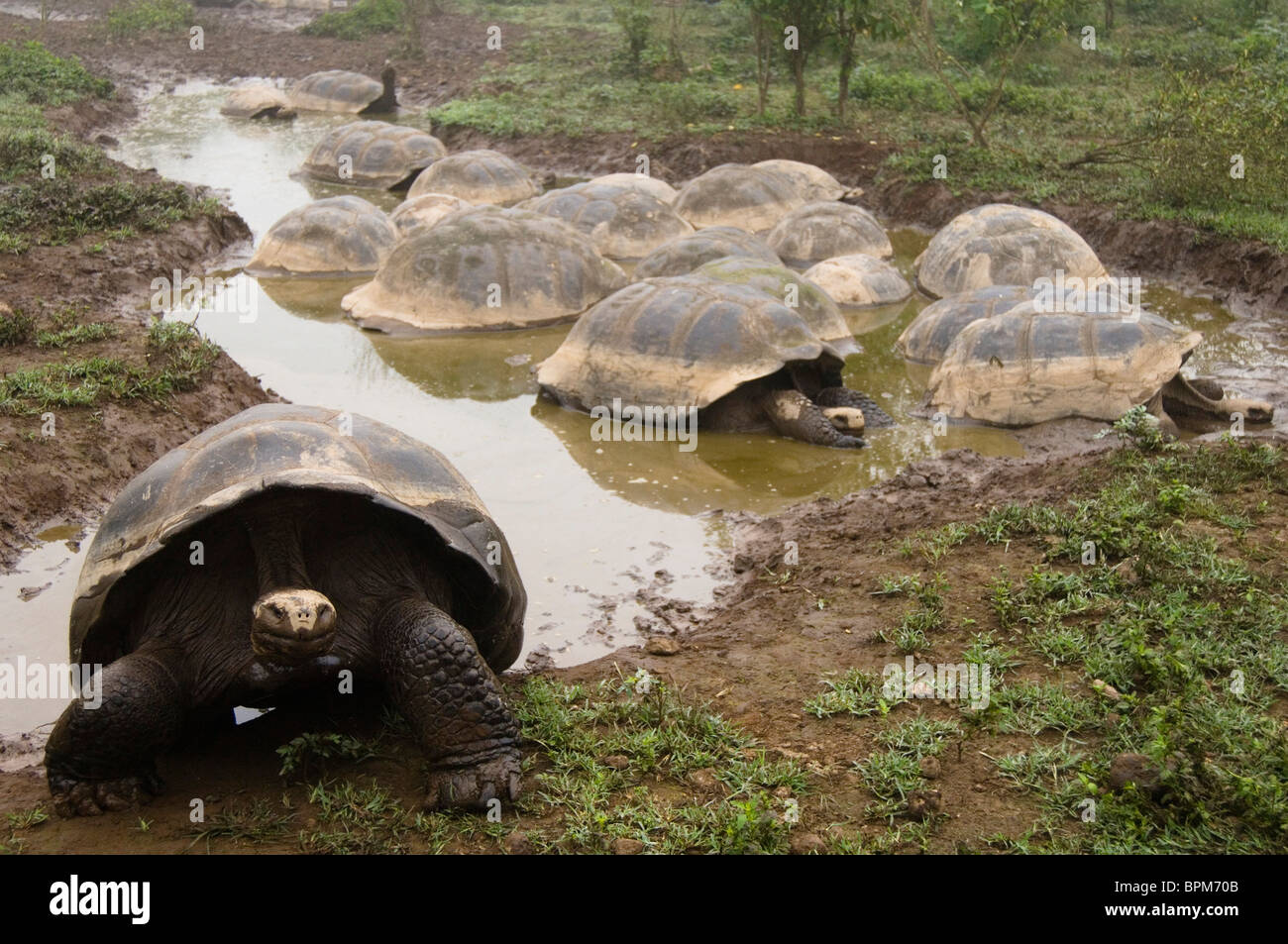 Galapagos Giant Tortoises Alcedo Volcano crater floor, Isabela Island ...