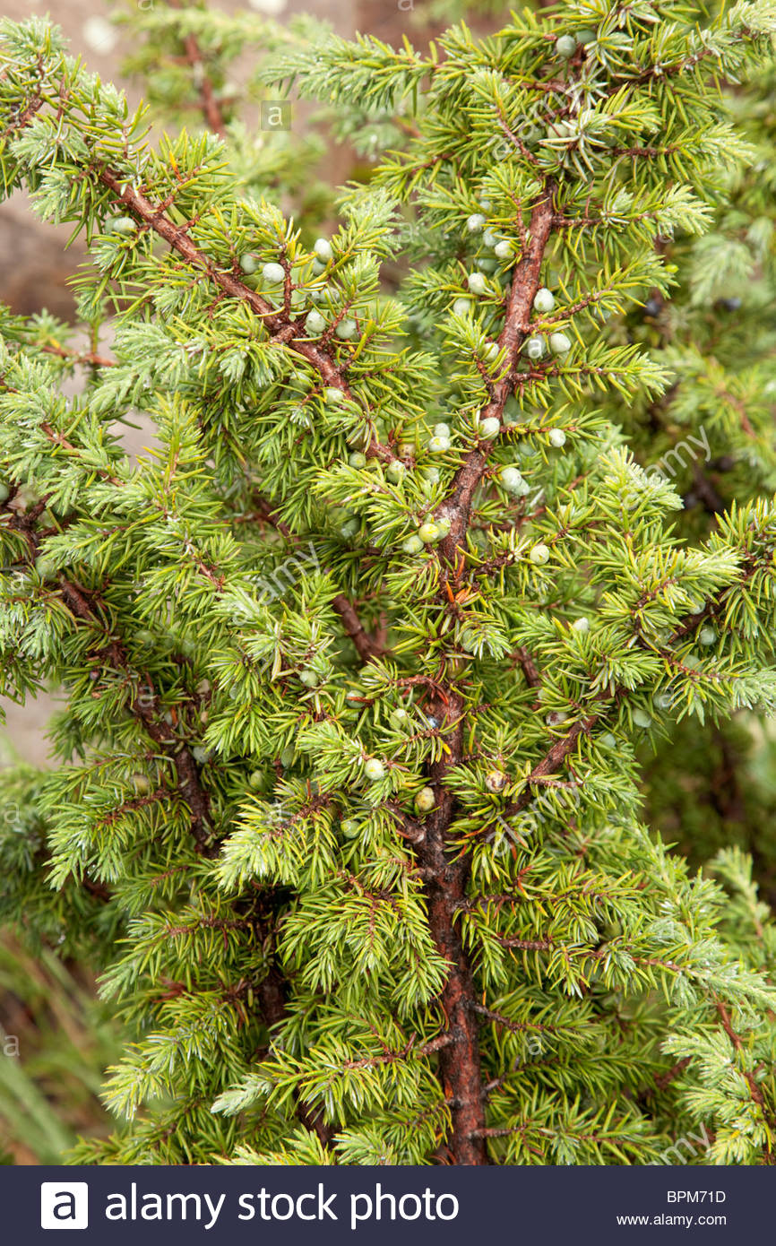 Common Juniper Juniperus Communis High Resolution Stock Photography and ...