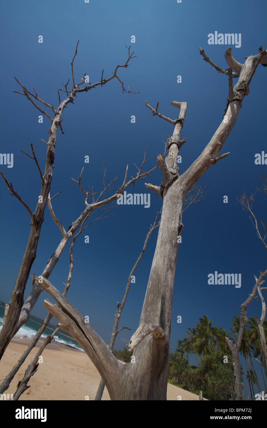 dead tree on tangalla beach Stock Photo - Alamy