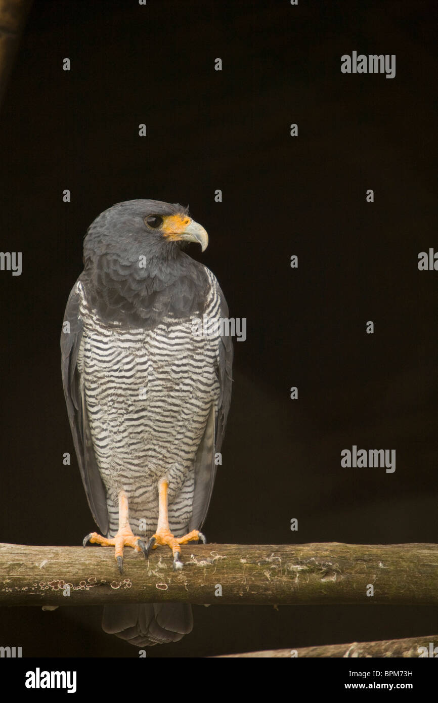 Ecuador, Barred Hawk (Leucopternis princeps) at Parque Condor, a ...